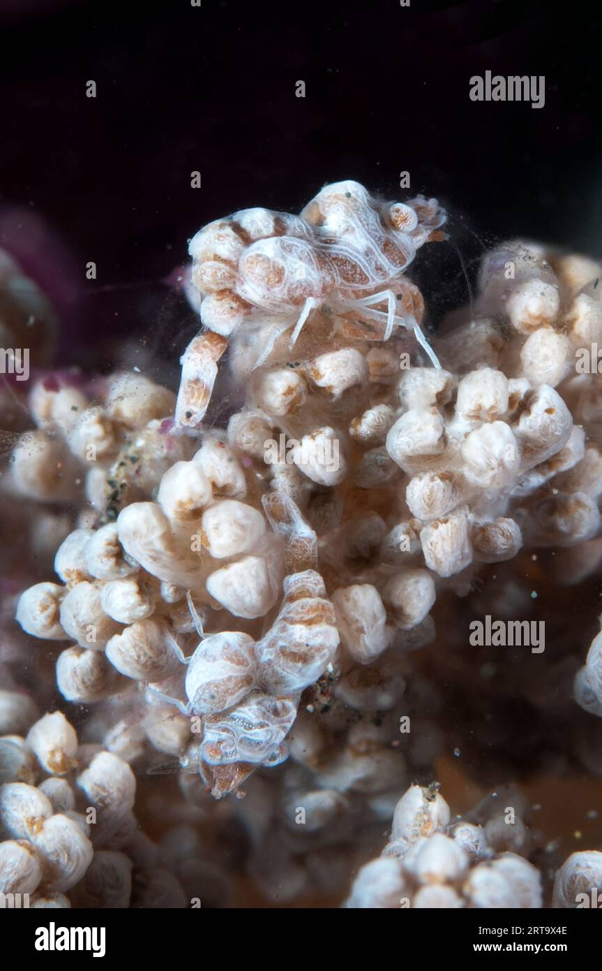 Broken back shrimps hi-res stock photography and images - Alamy