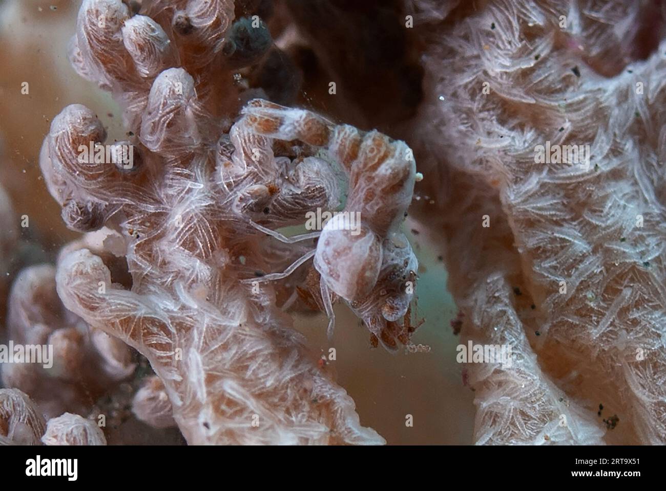 Broken-back Shrimp, Alcyonohippolyte sp, camouflaged in host coral ...