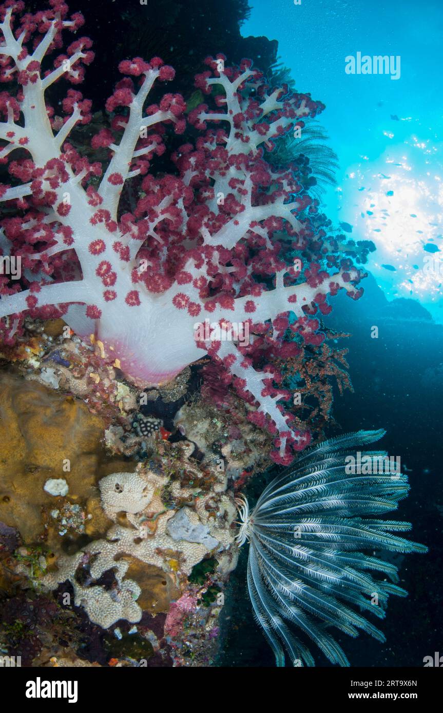 Crinoid, Comatulida Order, and Glomerate Tree Coral, Spongodes sp, with ...