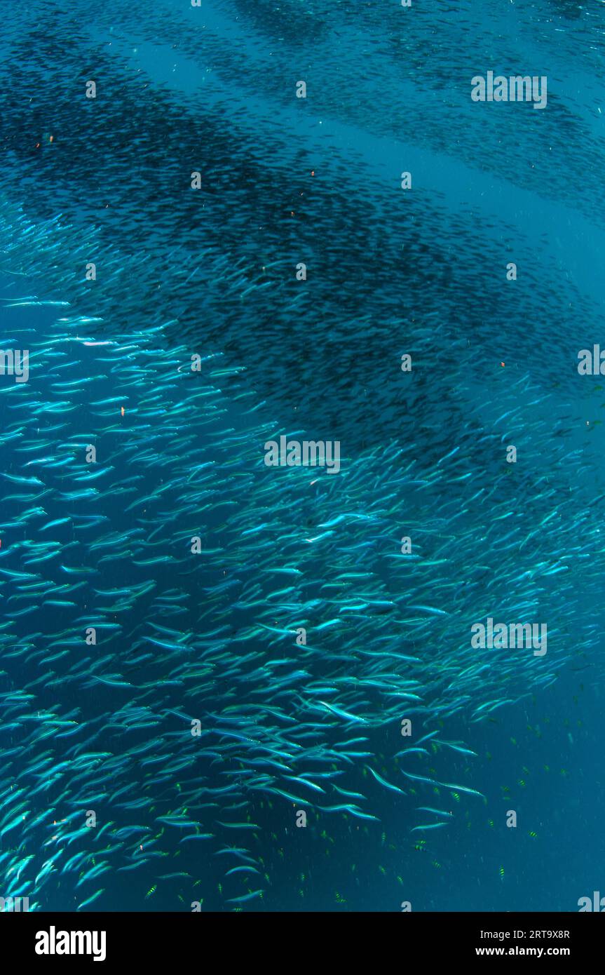 Hardyhead silverside fish underwater hi-res stock photography and ...