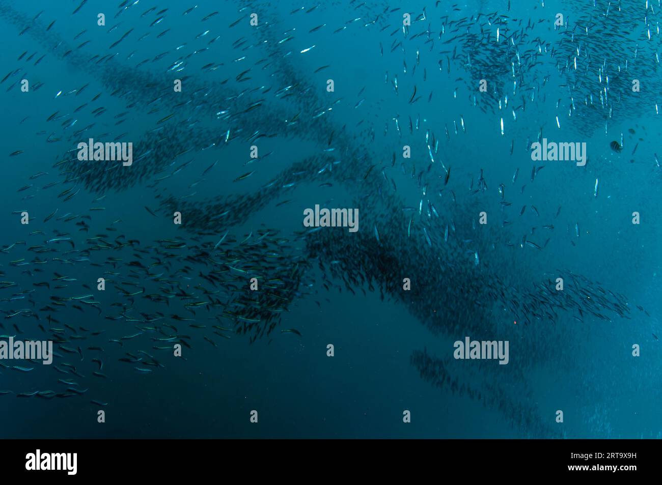 School of Silversides, Atherinomorus sp, Angel's Window dive site ...