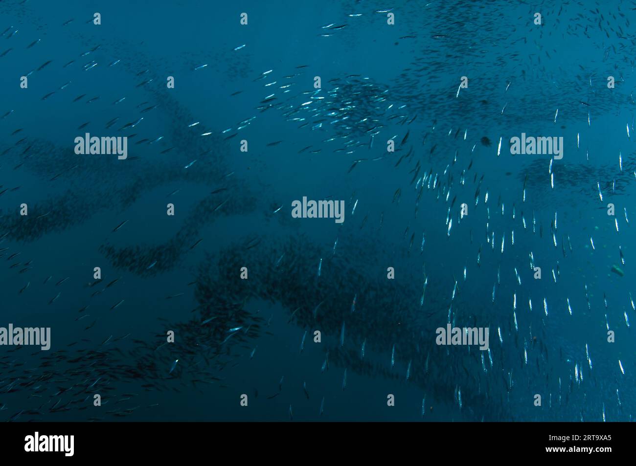Hardyhead silversides hi-res stock photography and images - Alamy