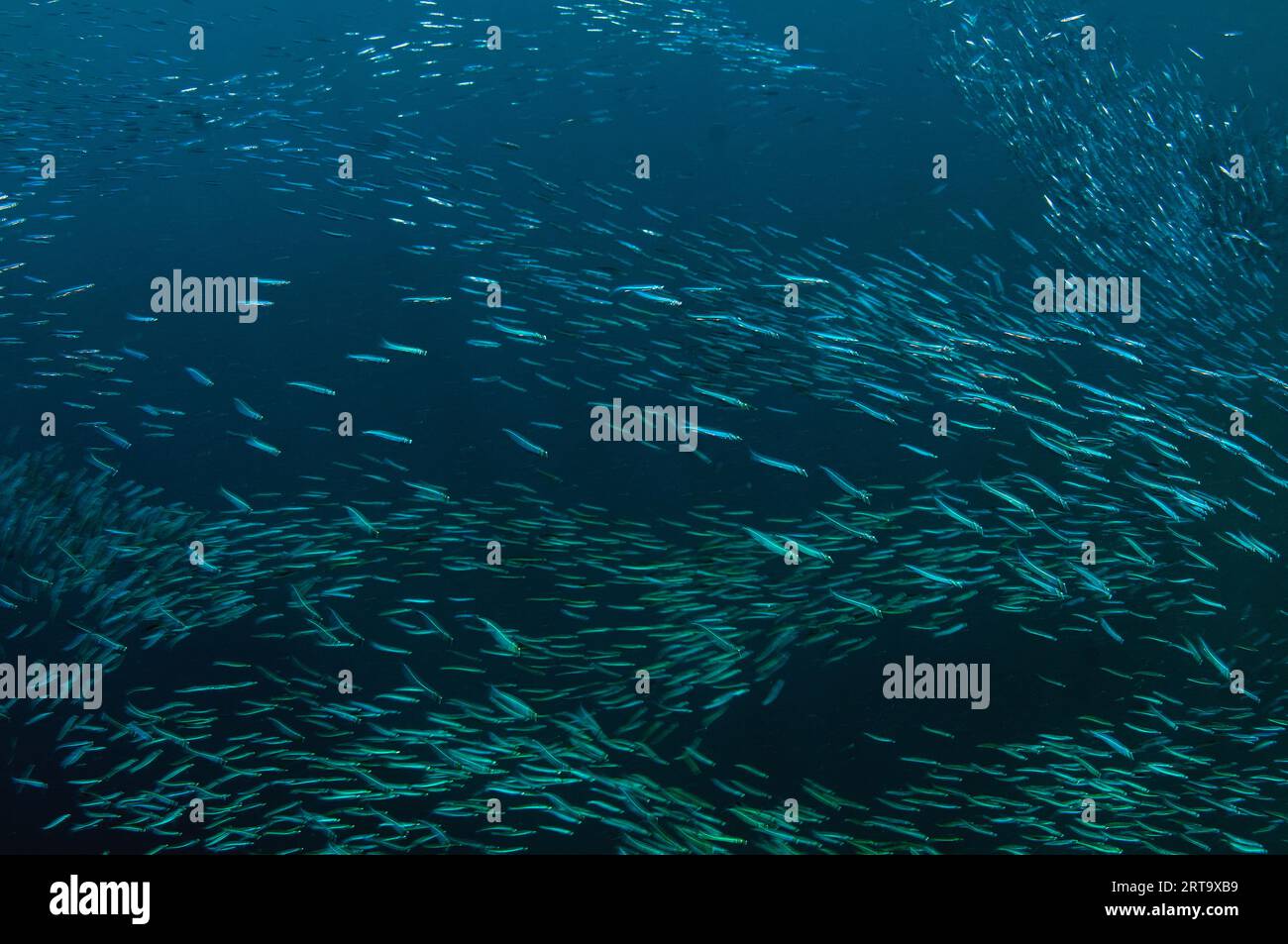 School of Silversides, Atherinomorus sp, Angel's Window dive site ...