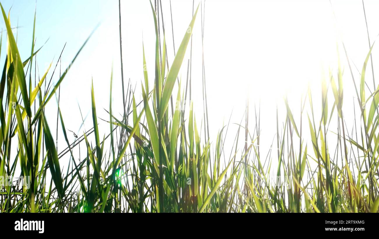 Tall grass video hi-res stock photography and images - Alamy