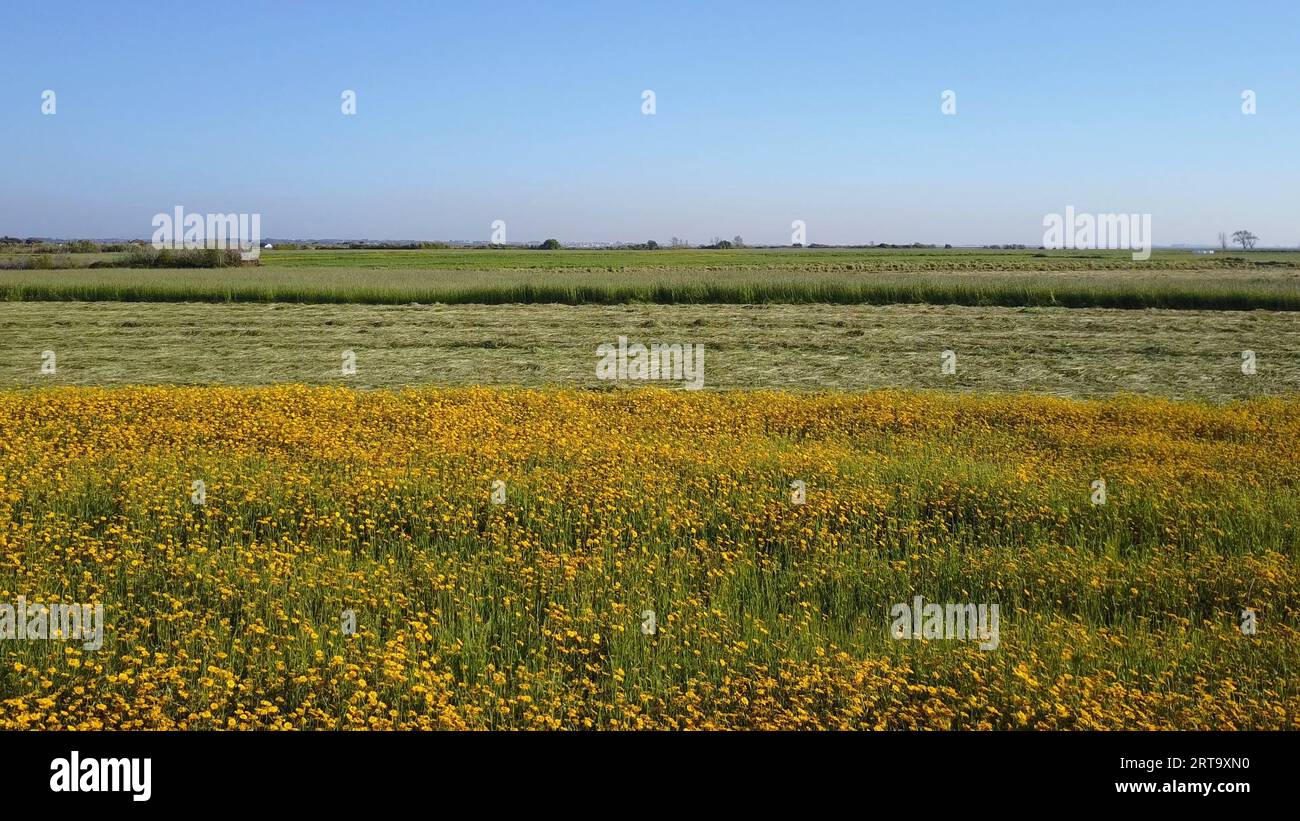 Aerial view of yellow daisies field, backwards fly over, 4K drone ...