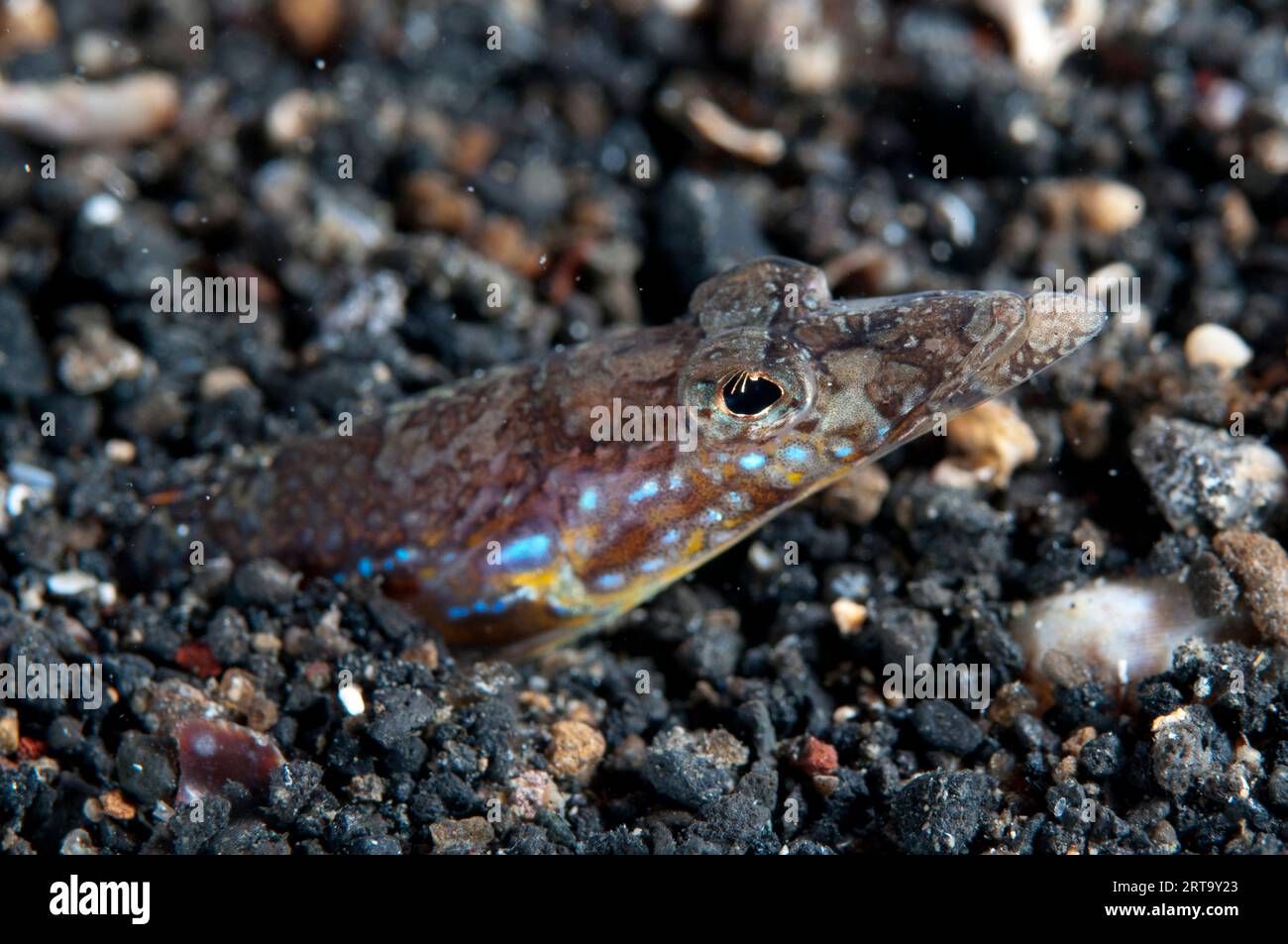 Sand Diver, Trichonotus sp, buried in sand, Retak Larry dive site ...