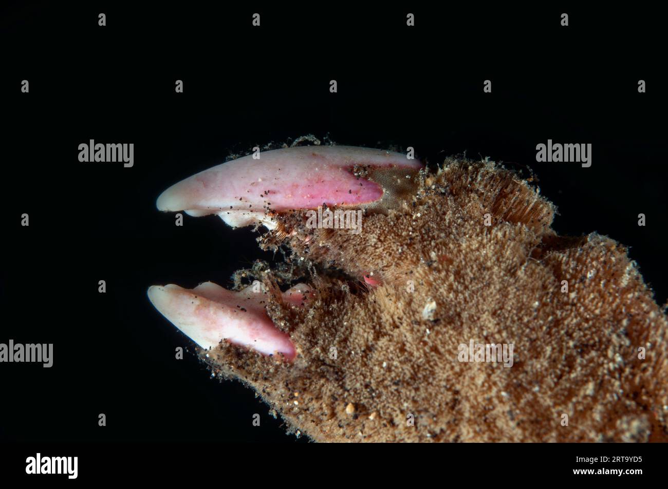 Sleepy Sponge Crab, Dromia dormia, claw, Hairball dive site, Lembeh ...