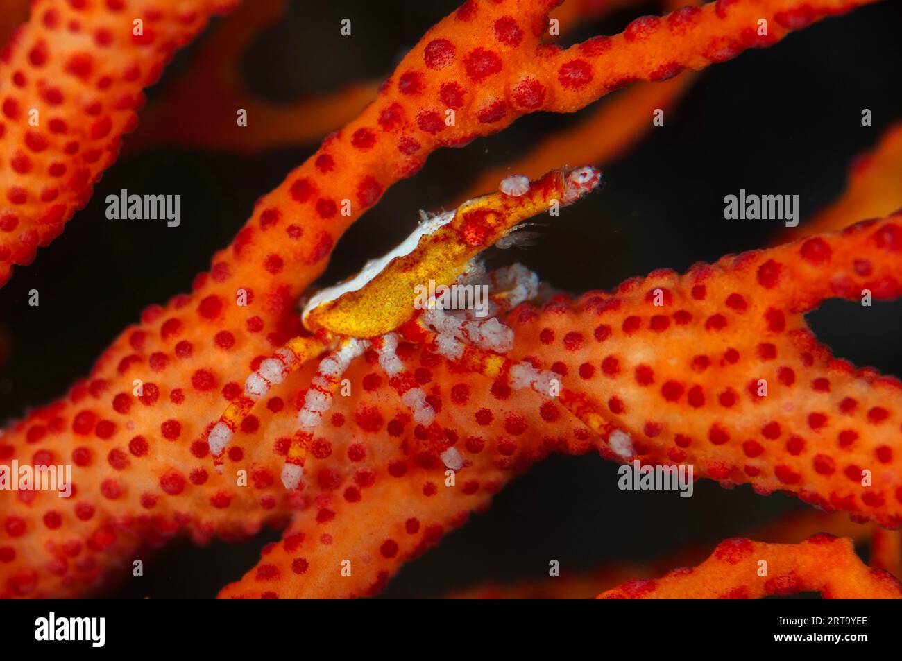 Depressed Spider Crab, Xenocarcinus depressus, camouflaged on Sea Fan ...