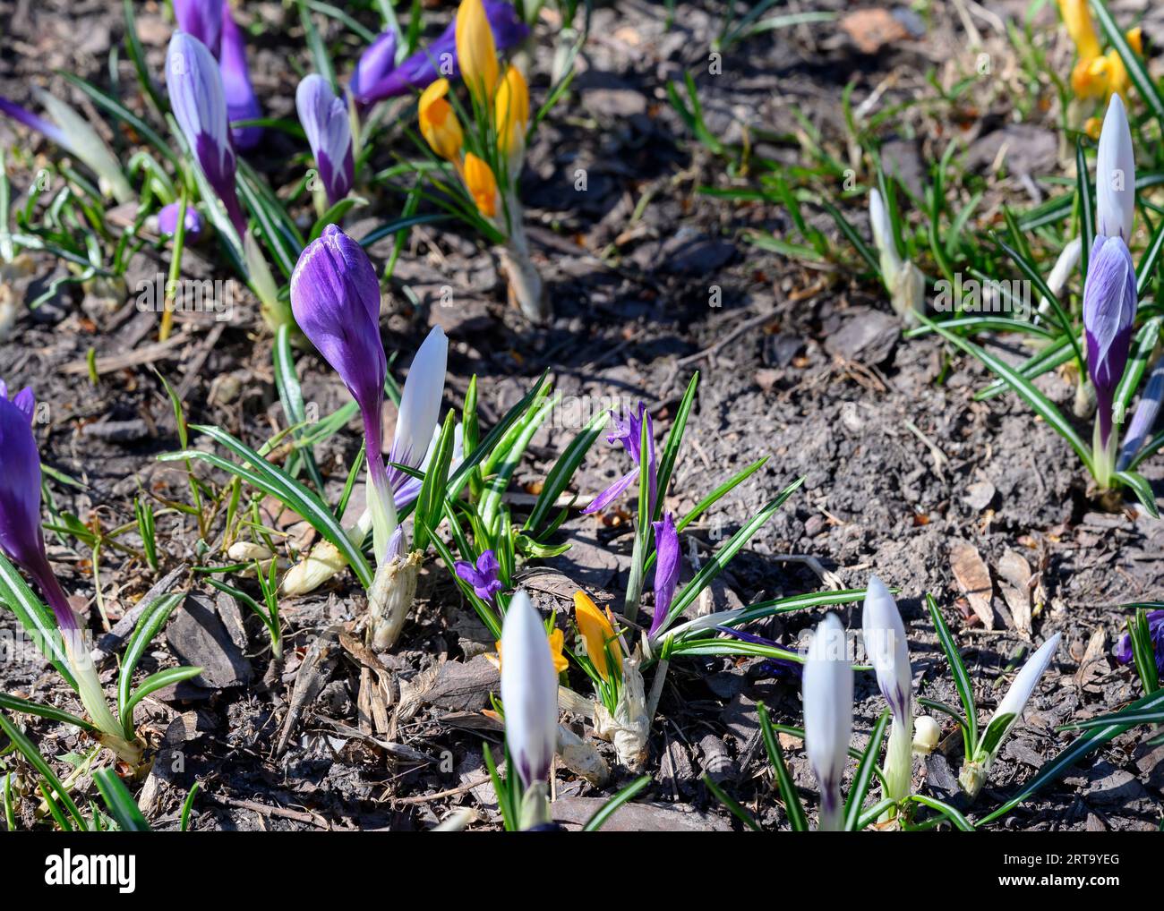Spring flowers barely emerging from the ground Stock Photo - Alamy