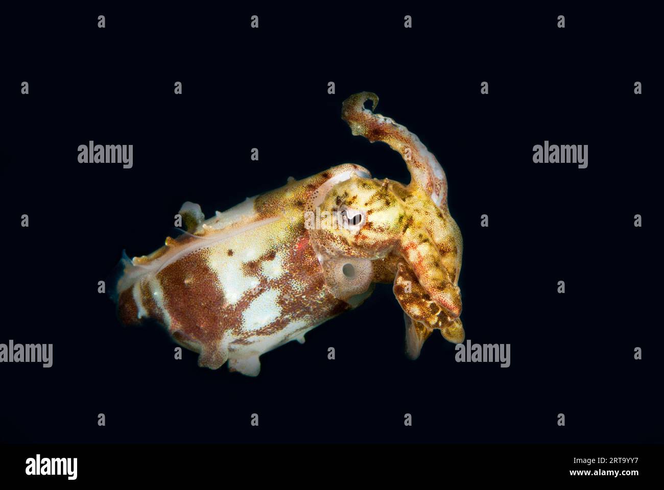 Crinoid Cuttlefish, Sepia sp, Tanjung Slope dive site, Lembeh Straits ...