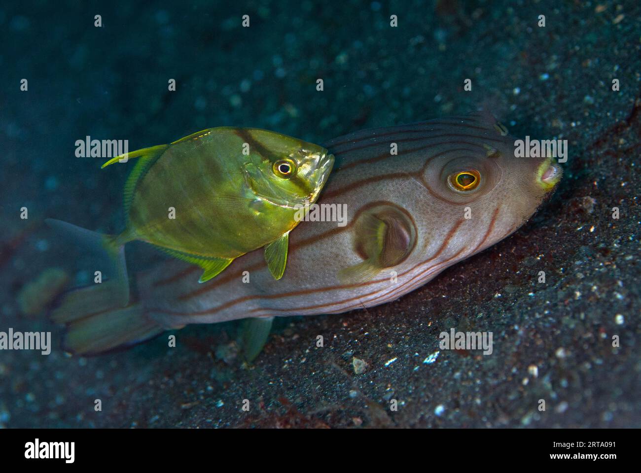 Juvenile Trevally, Carangoides sp. cooperatively hunting with Narrow ...
