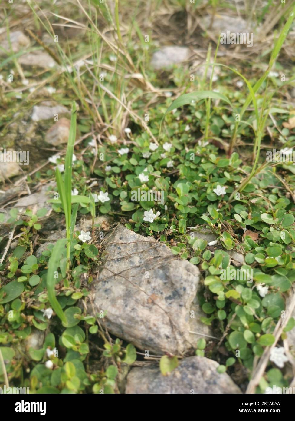 Evolvulus nummularius hi-res stock photography and images - Alamy