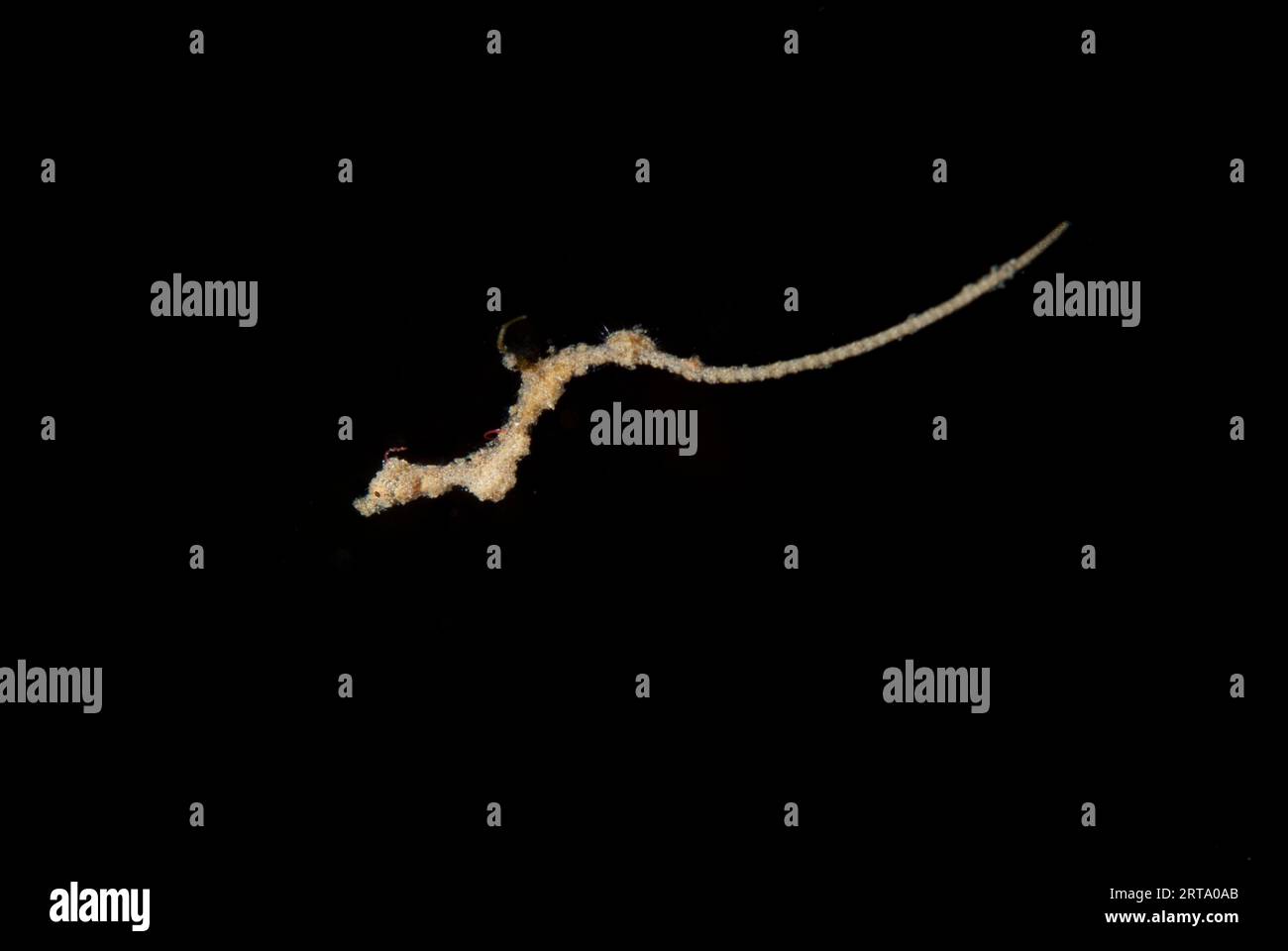 Free-swimming Thread Pipefish, Kyonemichthys rumengani, Nudi Retreat ...