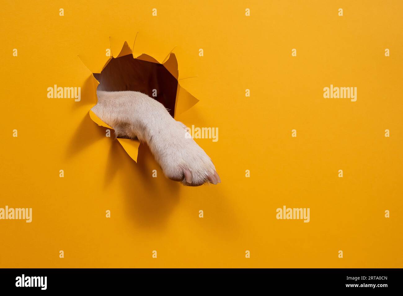 Dog jack russell terrier tore paw cardboard orange background Stock ...