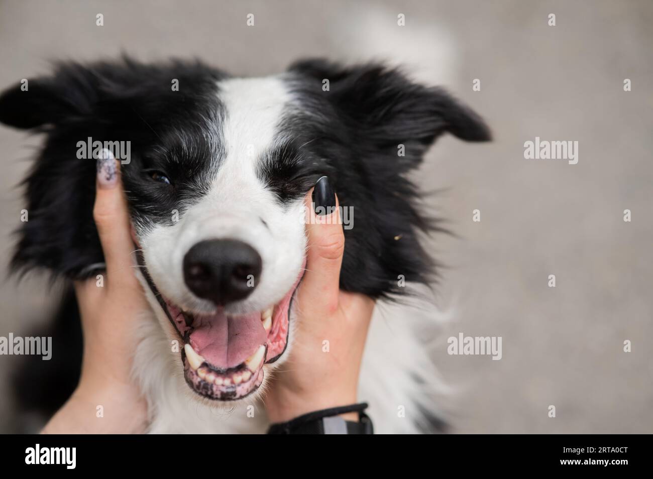 The owner squeezes the muzzle of the border collie dog outdoors Stock ...