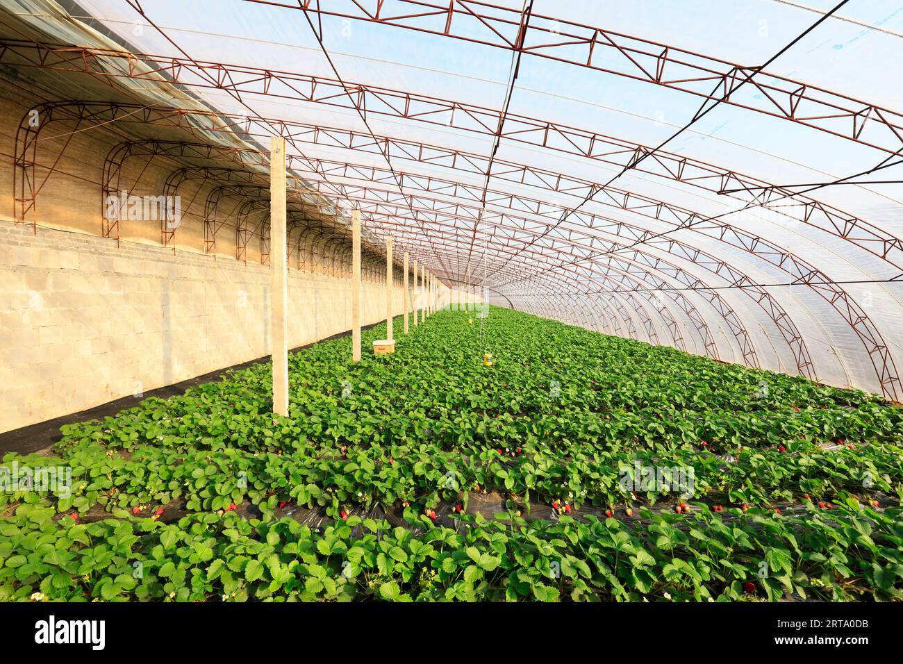 Greenhouse strawberry china hi-res stock photography and images - Alamy