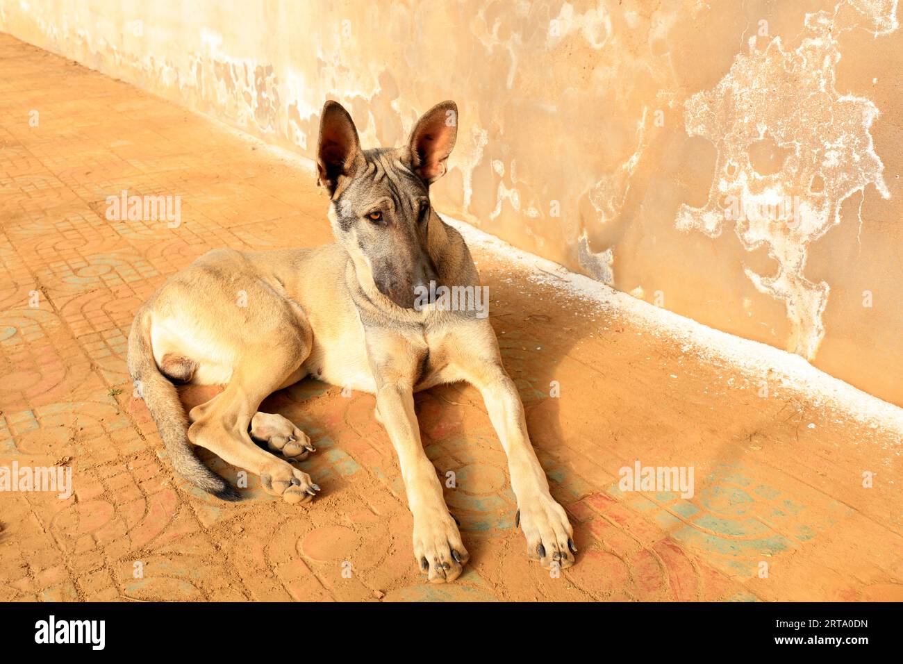 Strong breeds hi-res stock photography and images - Alamy