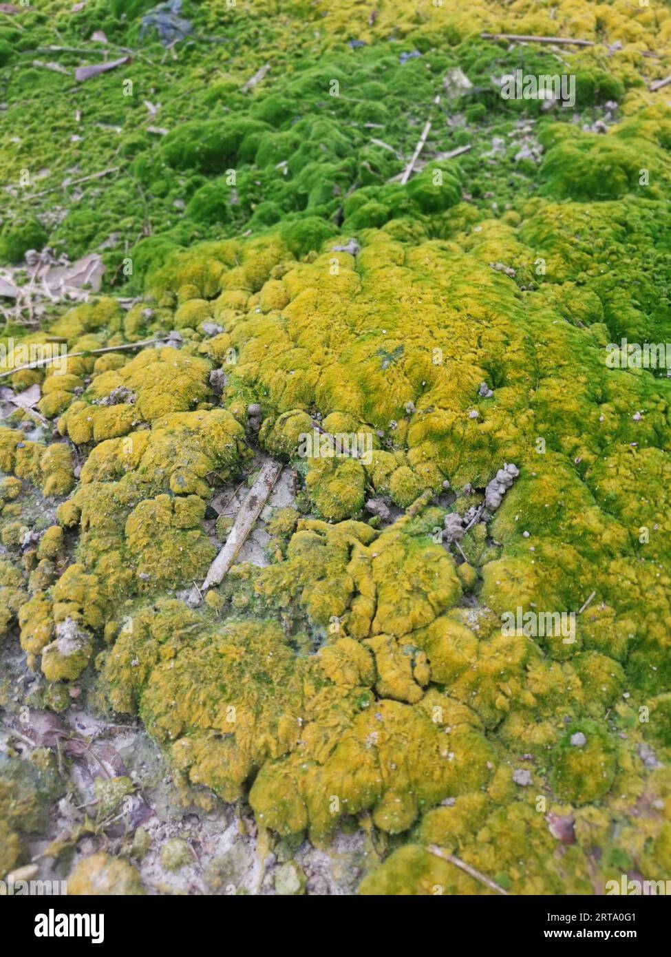 green mossy and algae growing on the soil surface Stock Photo - Alamy