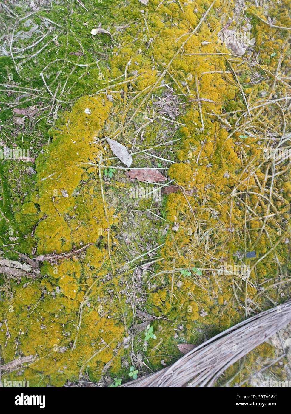 green mossy and algae growing on the soil surface Stock Photo - Alamy