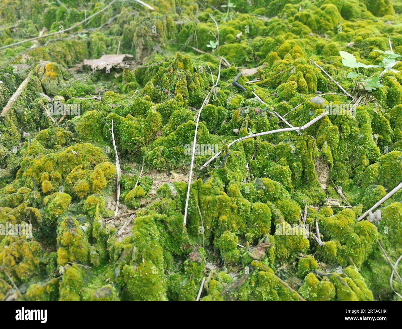 green mossy and algae growing on the soil surface Stock Photo - Alamy