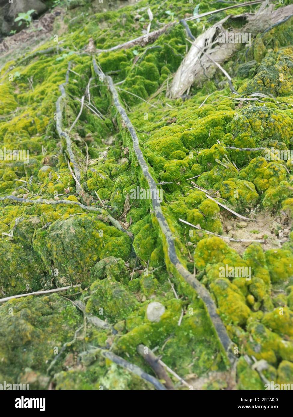 green mossy and algae growing on the soil surface Stock Photo - Alamy
