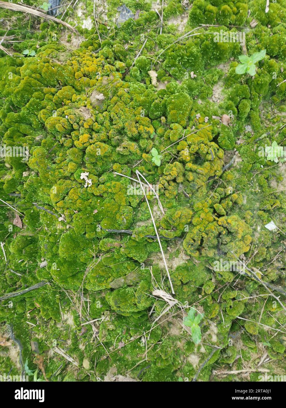 green mossy and algae growing on the soil surface Stock Photo - Alamy