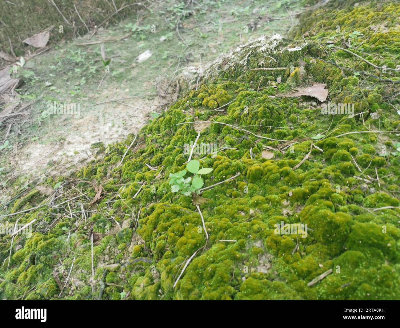 green mossy and algae growing on the soil surface Stock Photo - Alamy
