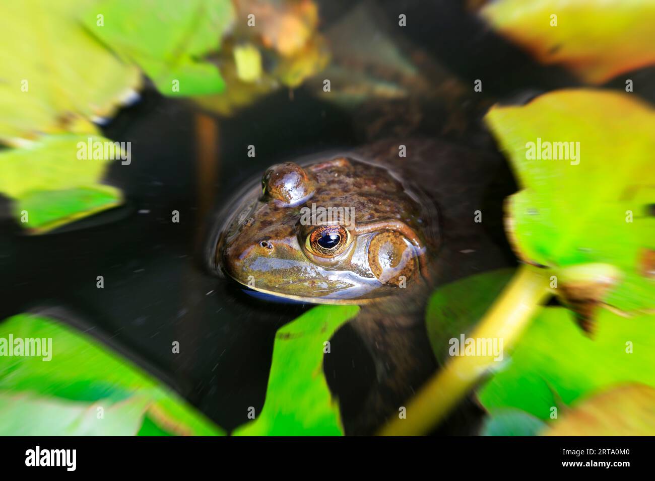 Bullfrog in the water Stock Photo - Alamy
