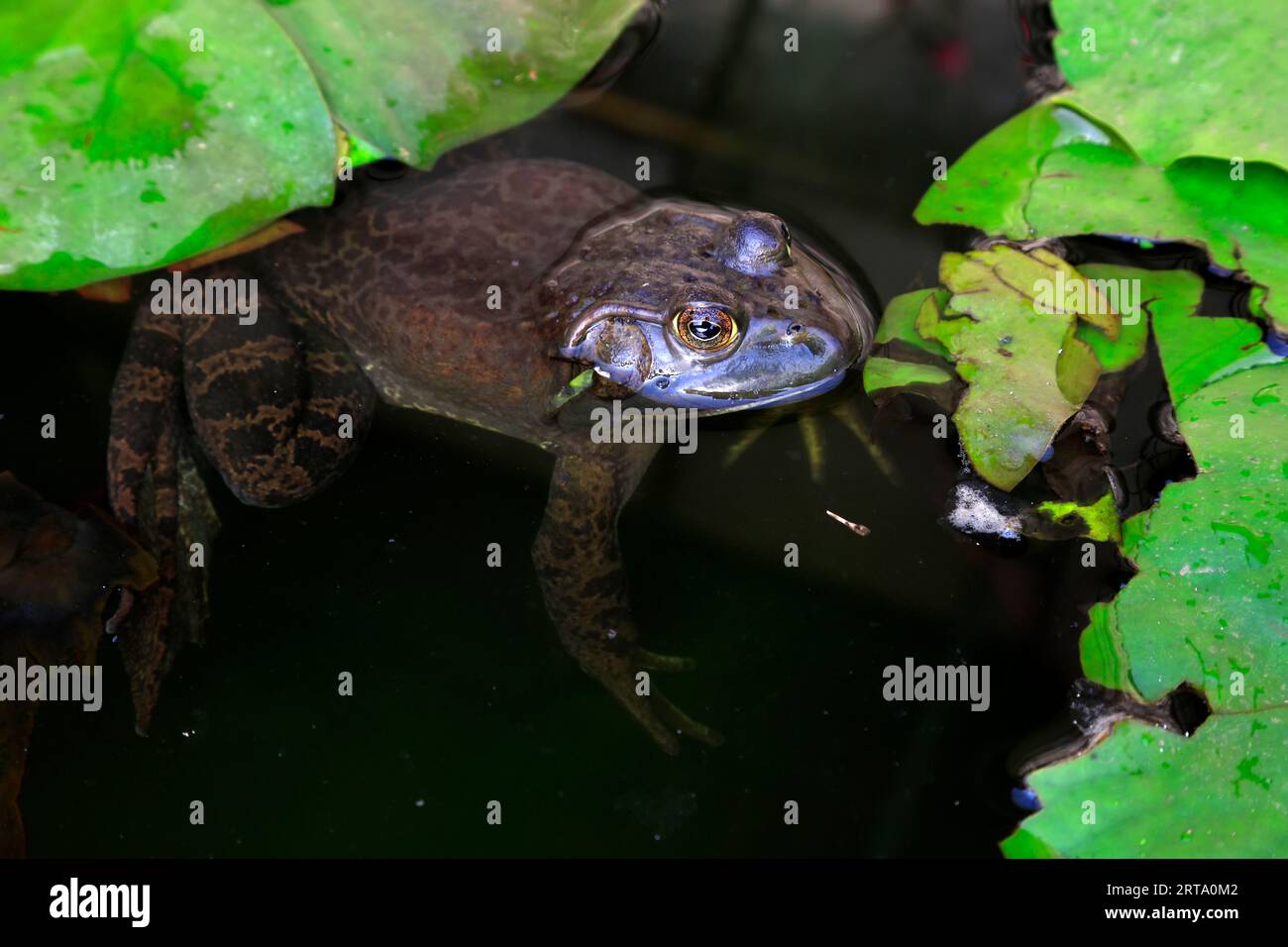 Bullfrog in the water Stock Photo - Alamy