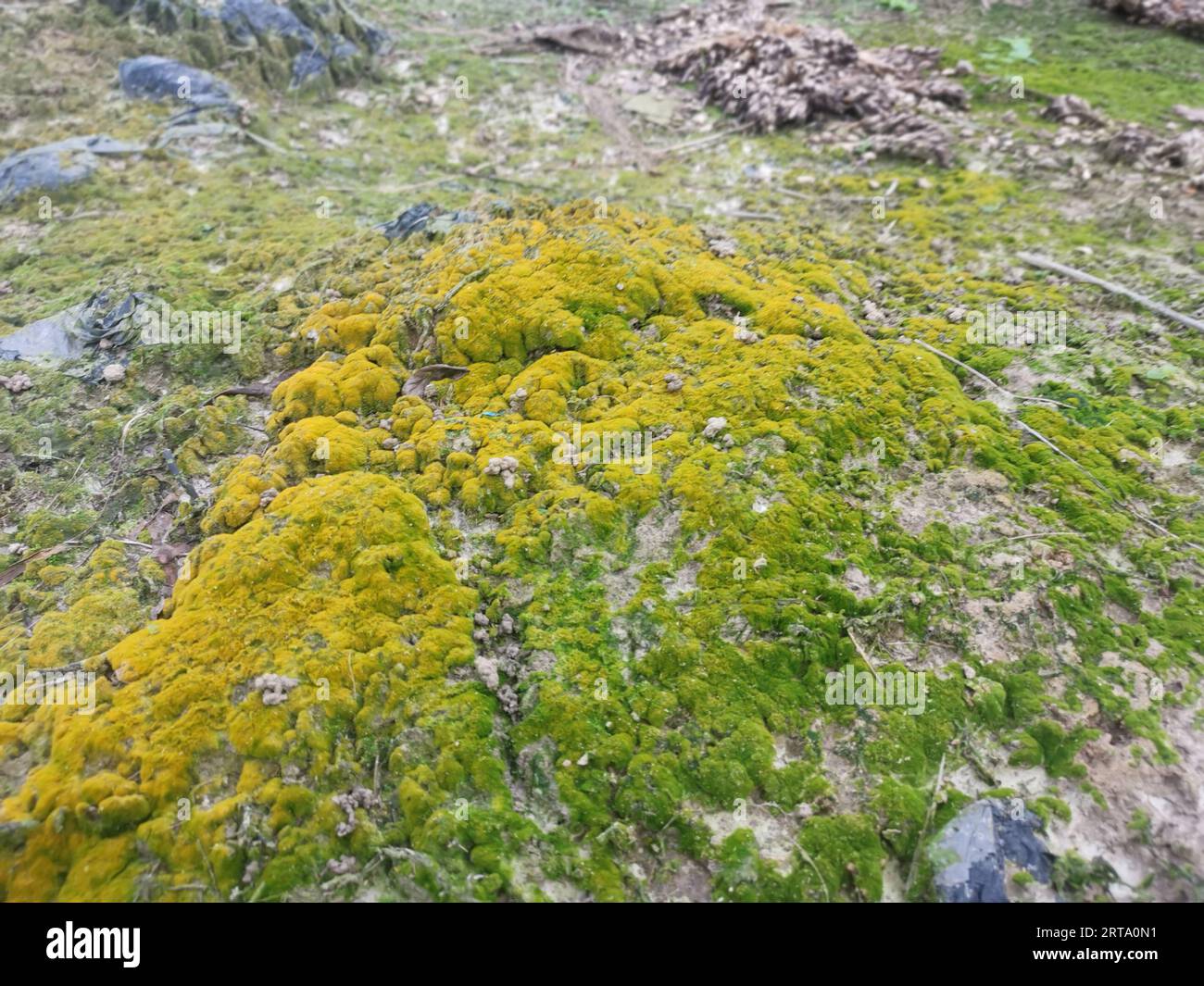Soil algae hi-res stock photography and images - Alamy
