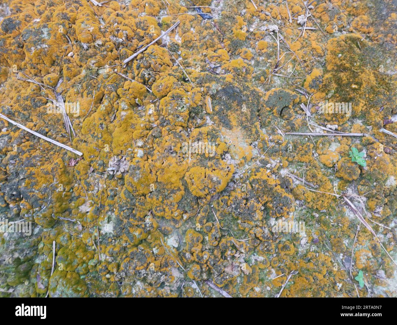 green mossy and algae growing on the soil surface Stock Photo - Alamy