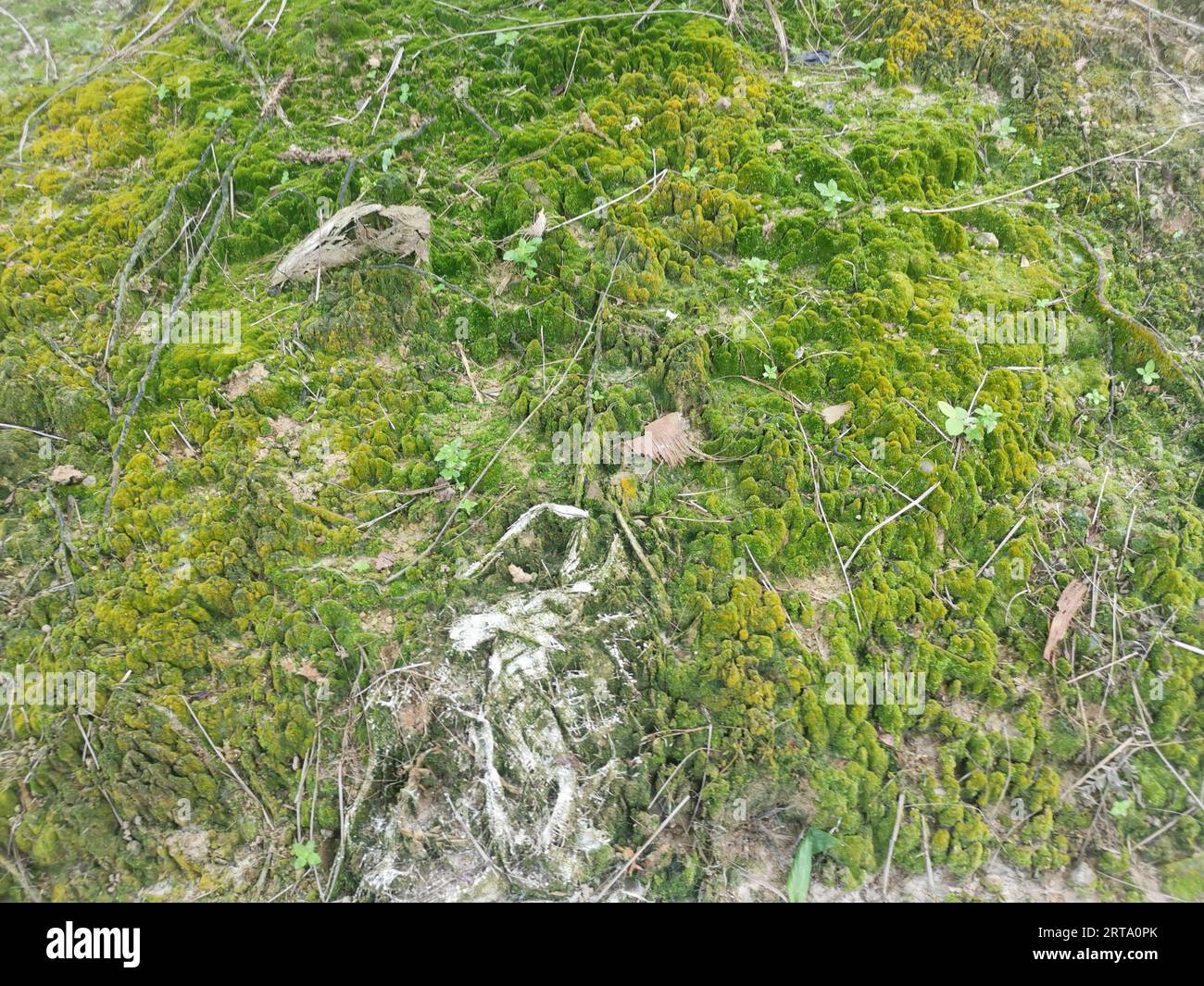 green mossy and algae growing on the soil surface Stock Photo - Alamy