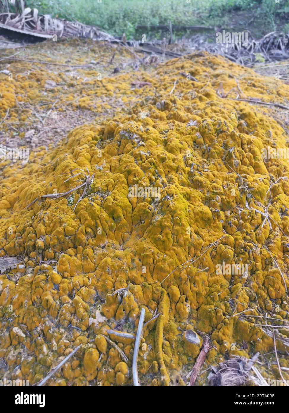 green mossy and algae growing on the soil surface Stock Photo - Alamy