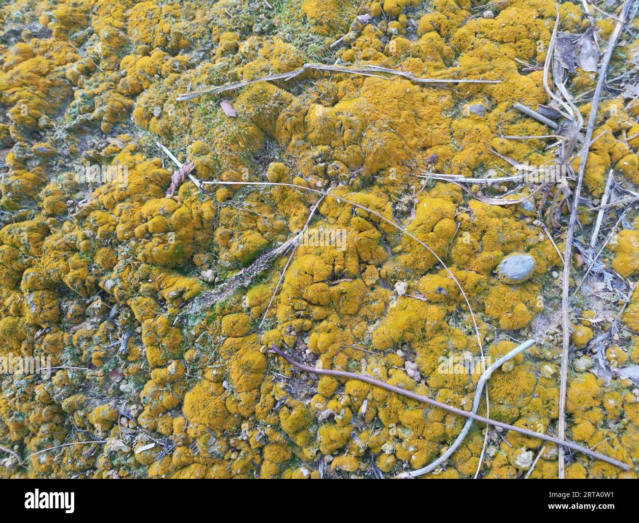 green mossy and algae growing on the soil surface Stock Photo - Alamy