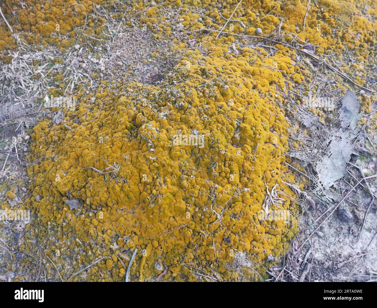 green mossy and algae growing on the soil surface Stock Photo - Alamy