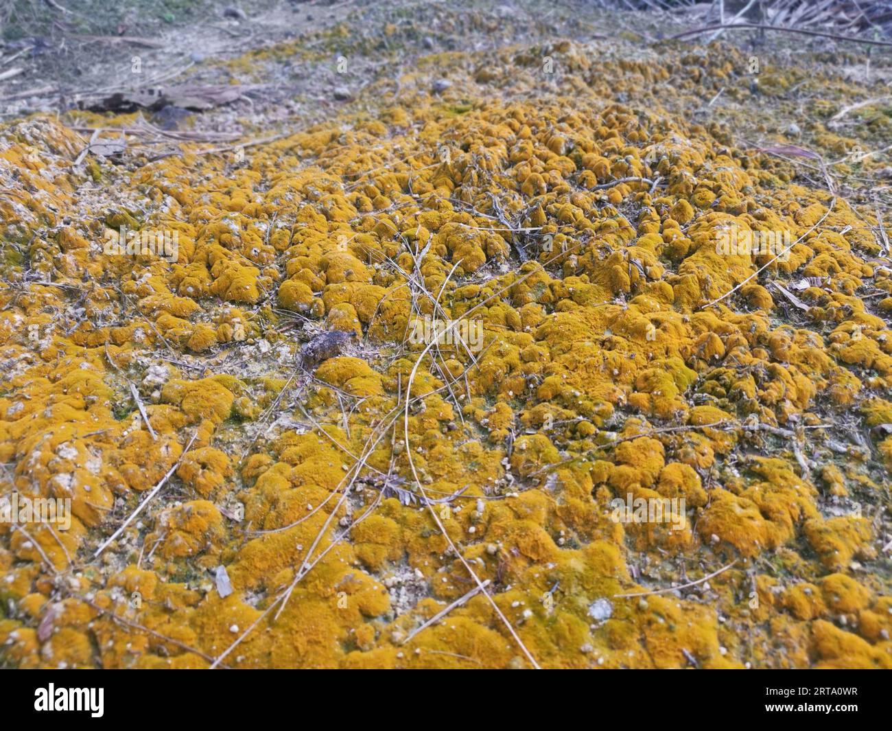 green mossy and algae growing on the soil surface Stock Photo - Alamy