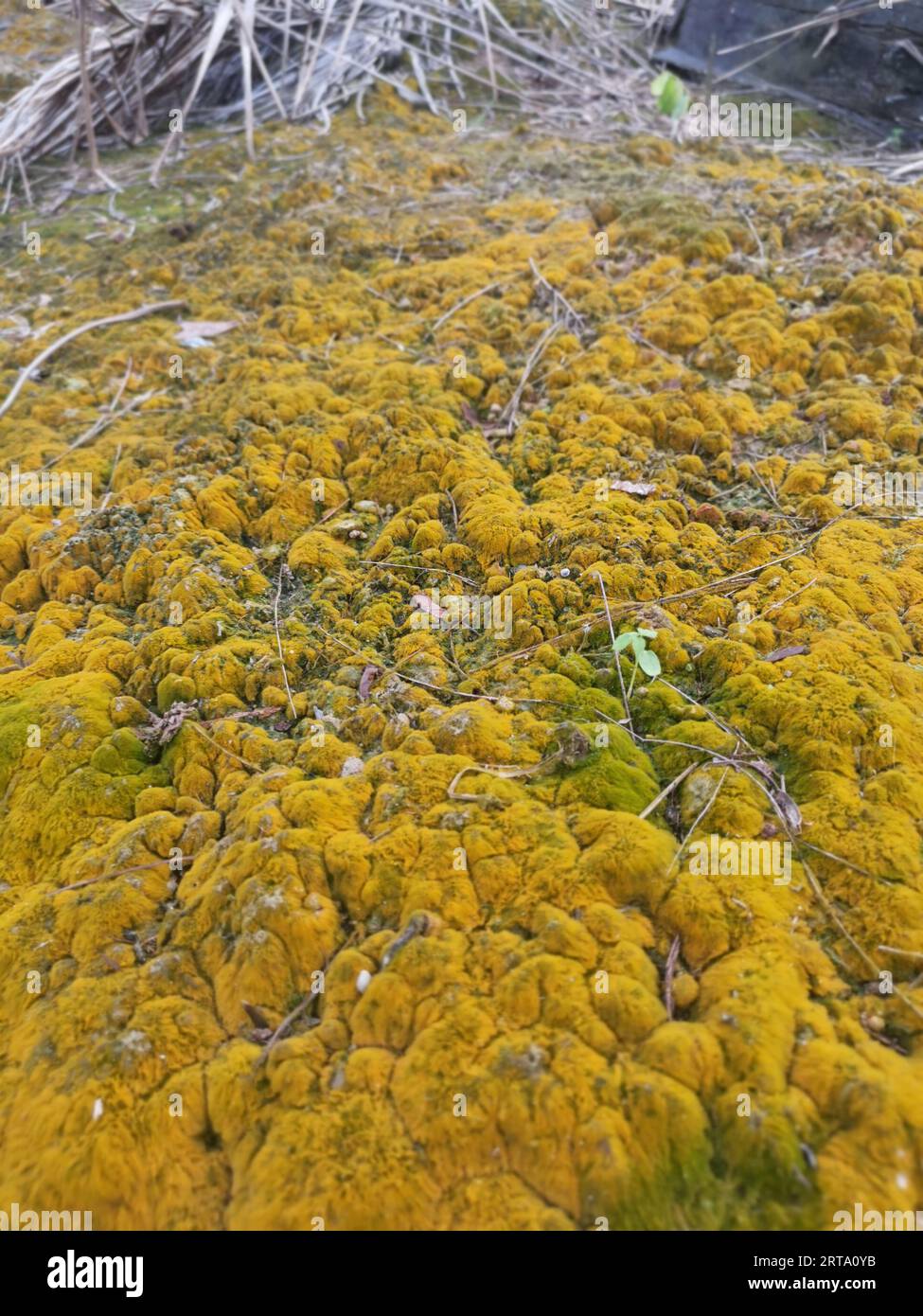 green mossy and algae growing on the soil surface Stock Photo - Alamy