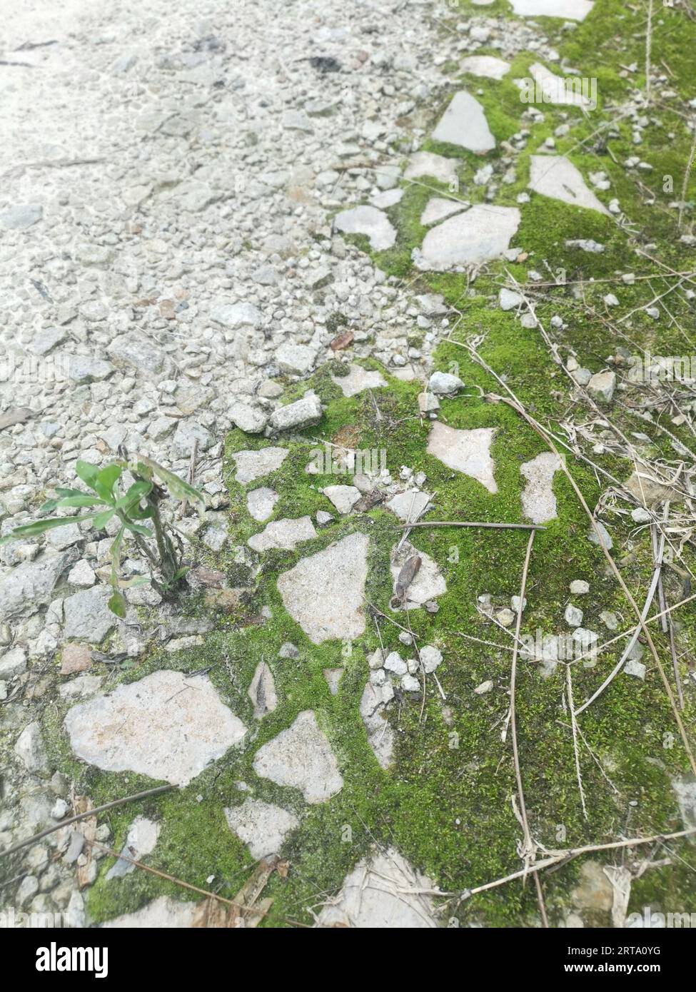 green mossy and algae growing on the soil surface Stock Photo - Alamy