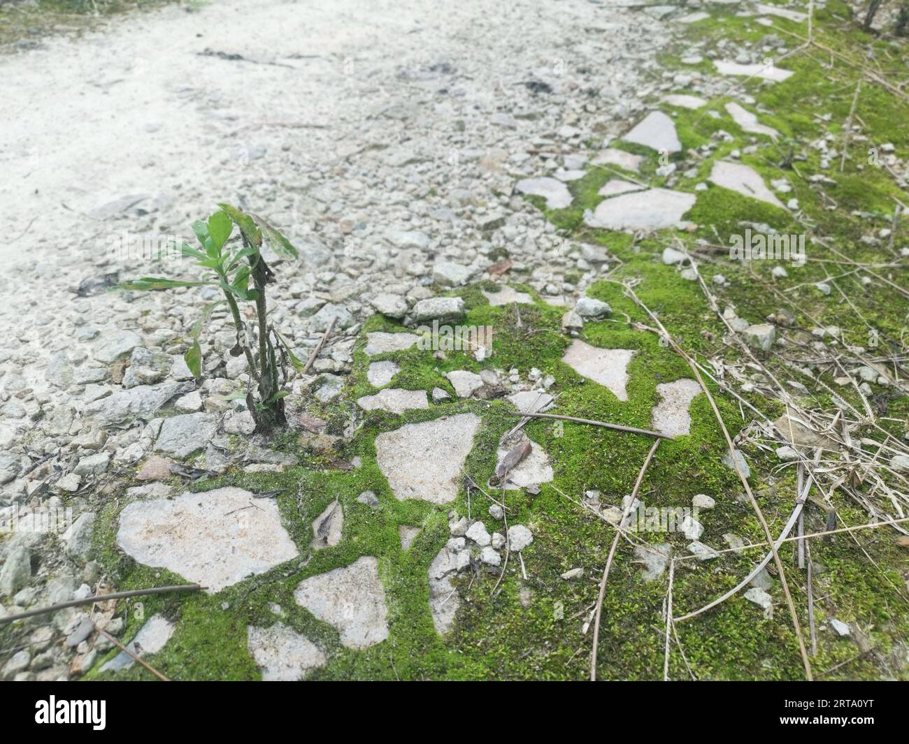 green mossy and algae growing on the soil surface Stock Photo - Alamy