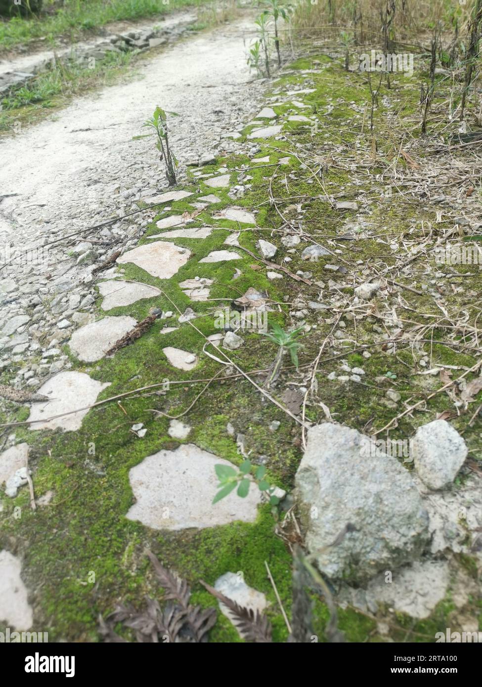 green mossy and algae growing on the soil surface Stock Photo - Alamy