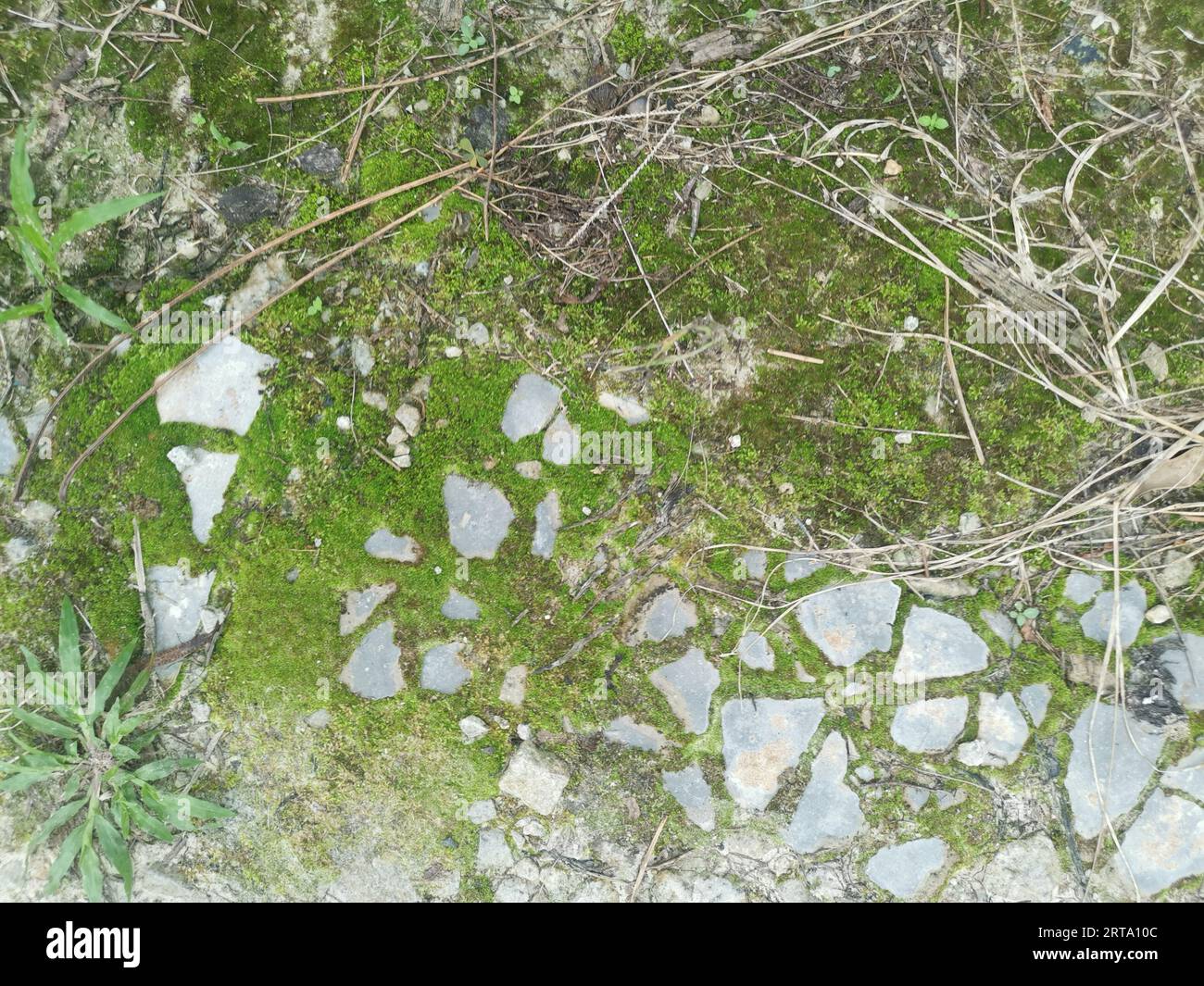 green mossy and algae growing on the soil surface Stock Photo - Alamy