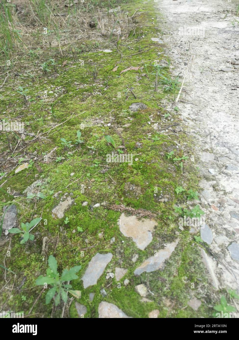 green mossy and algae growing on the soil surface Stock Photo - Alamy