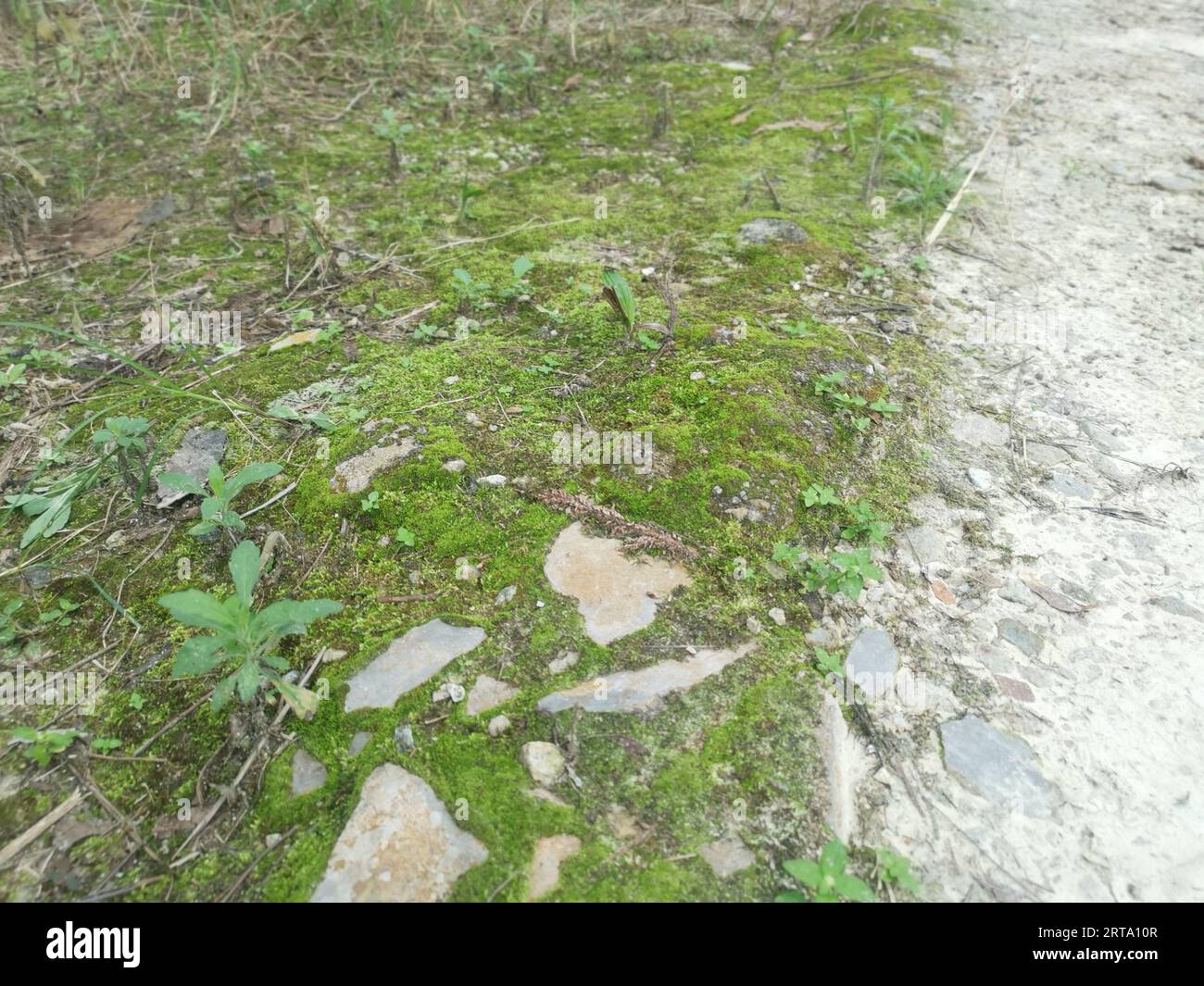 green mossy and algae growing on the soil surface Stock Photo - Alamy