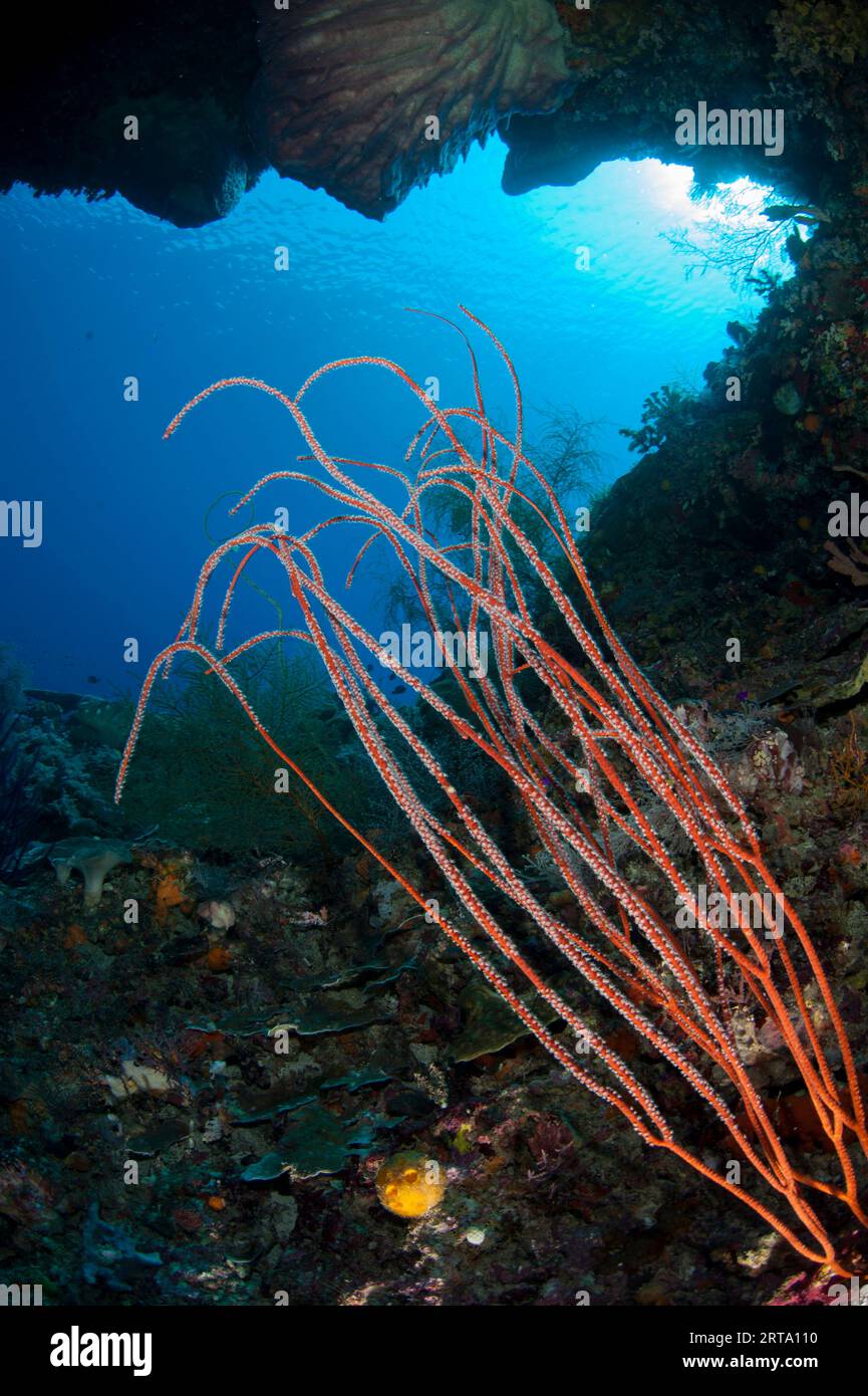 Red Whip Coral, Ellisella cercida, by cave entrance with sun in ...