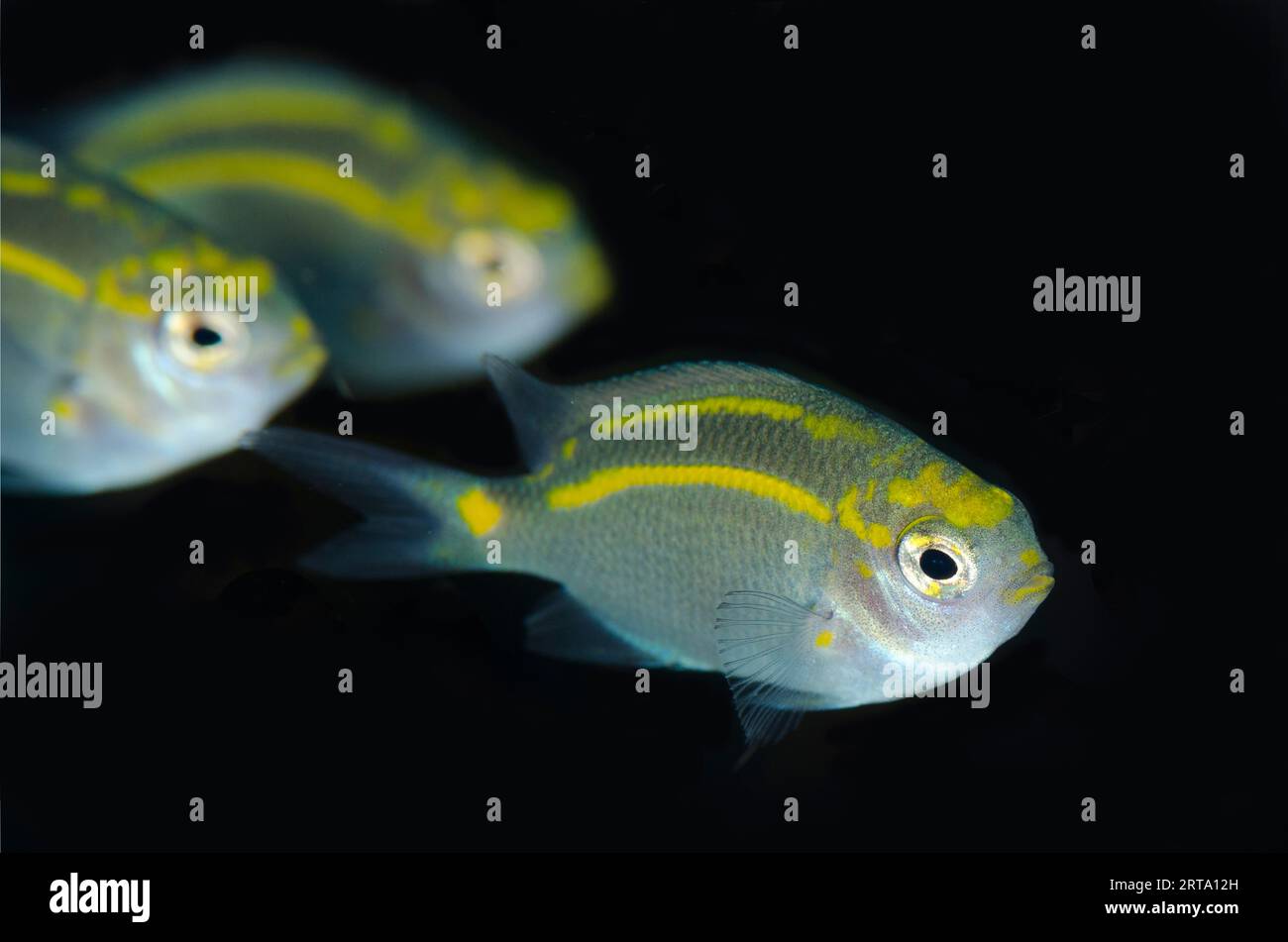 Juvenile Spiny Chromis, Acanthochromis polyacanthus, Fault Line dive ...