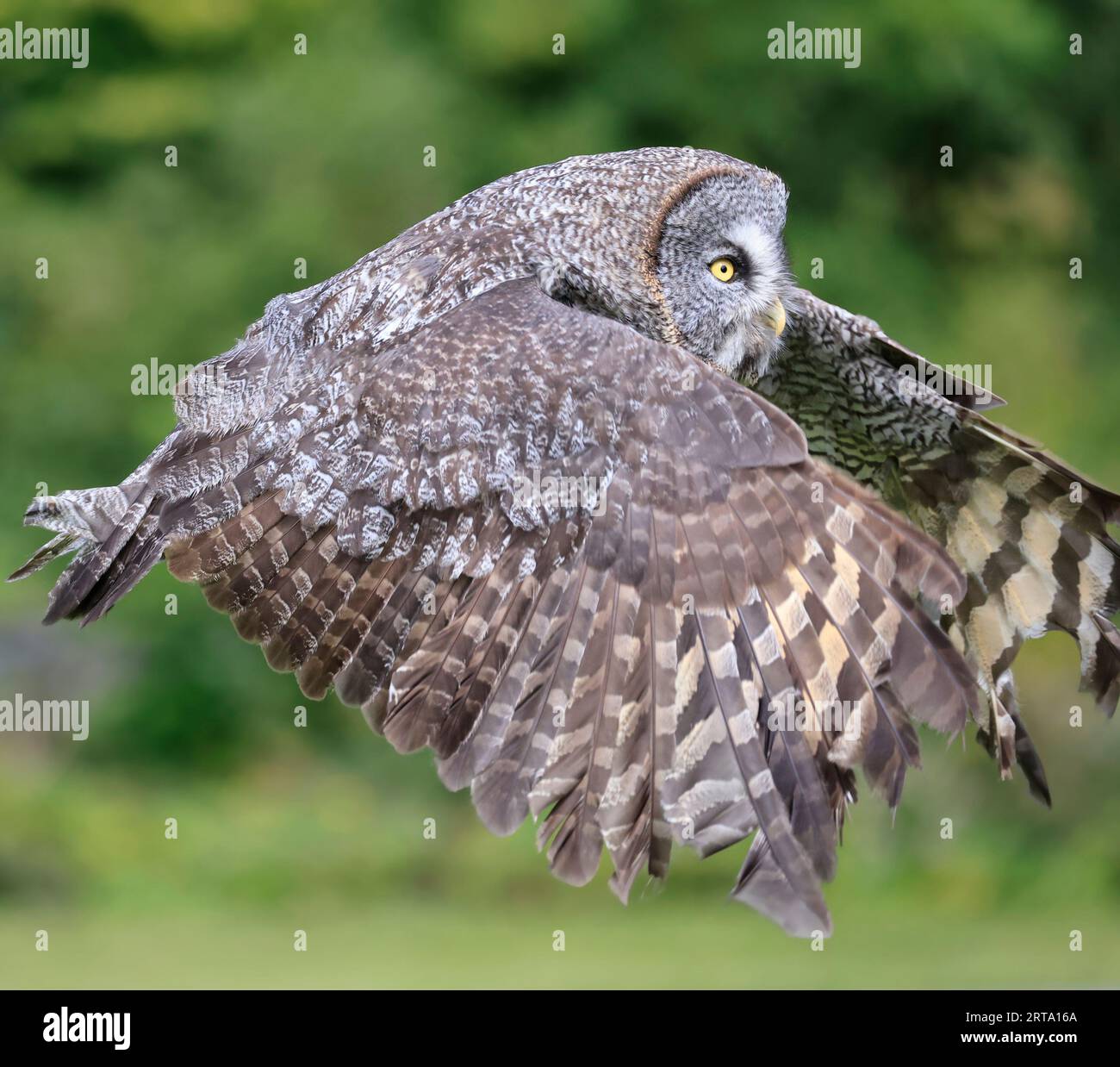 Great Grey Owl flying in the forest, Quebec, Canada Stock Photo - Alamy