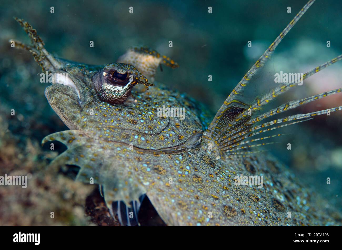 Leopard Flounder, Bothus pantherinus, with erect fin, TK1 dive site ...