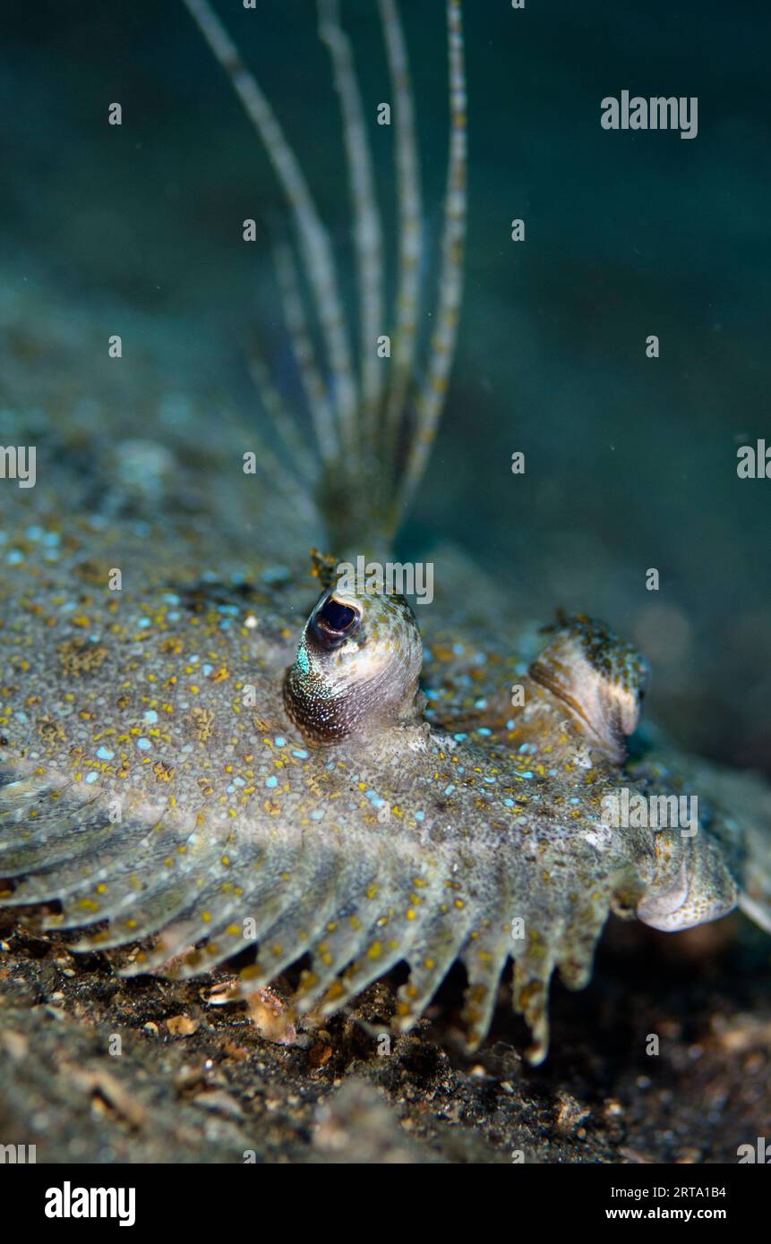 Leopard Flounder, Bothus pantherinus, with erect fin, TK1 dive site ...