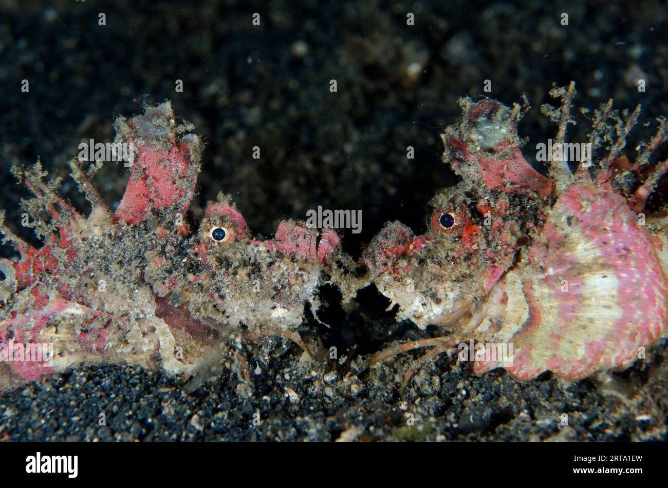 Sand devil fish hi-res stock photography and images - Alamy