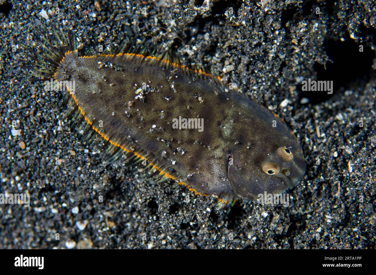 Juvenile Yellow-spotted Sole, Soleichthys sp, night dive, Hei Nus dive ...